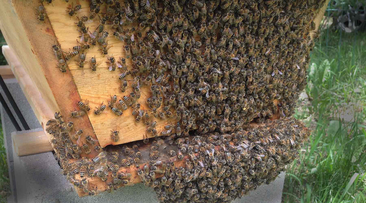 Bearding Bees - BackYardHive